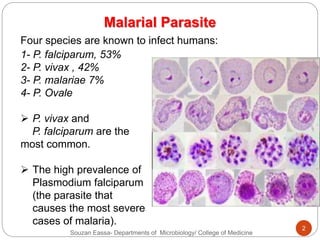 Plasmodium Slide Labeled