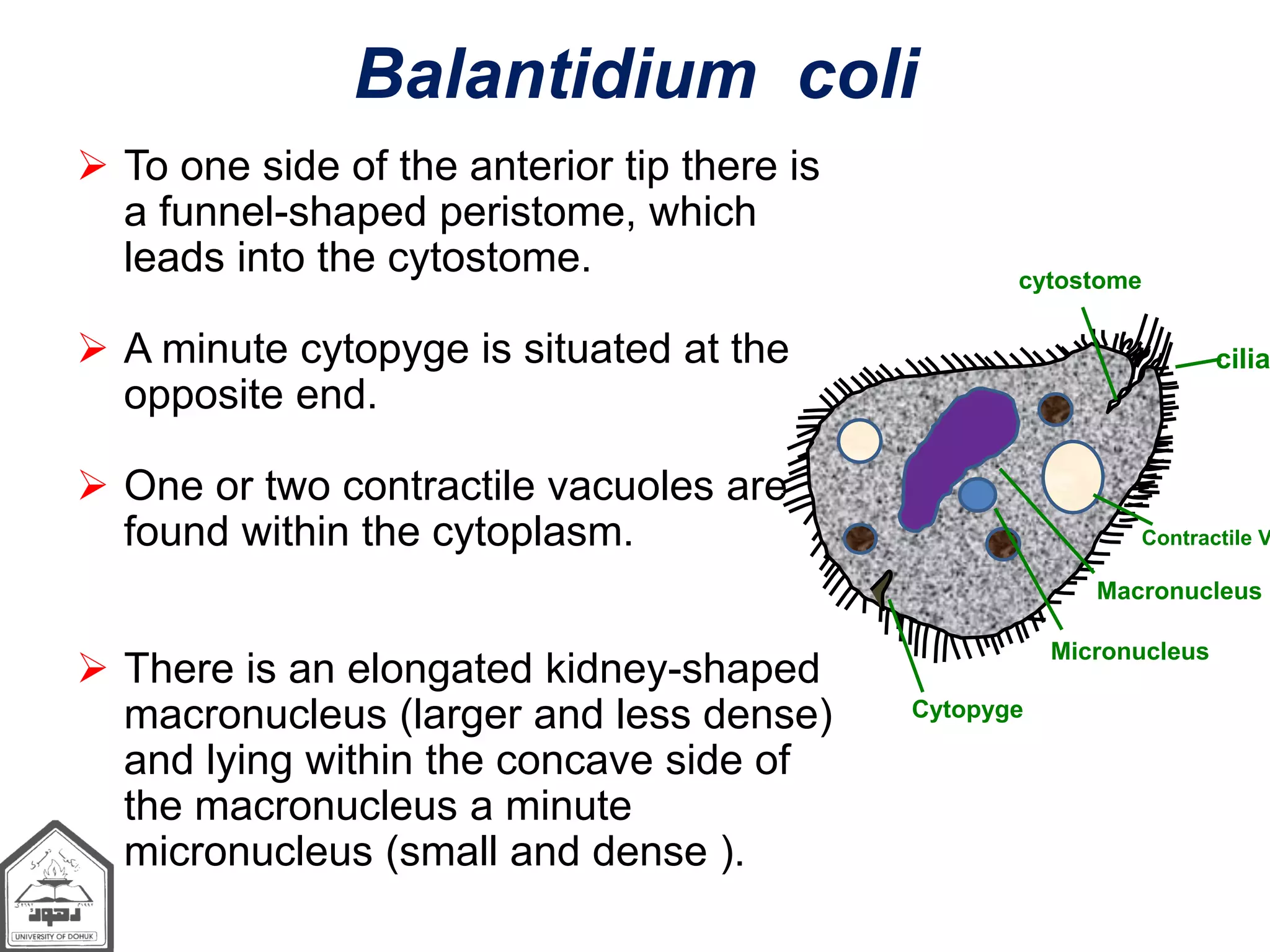 PHYLUM CILIOPHORA Balantidium coli | PDF