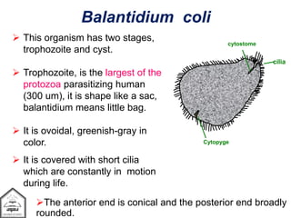 PHYLUM CILIOPHORA Balantidium coli | PDF