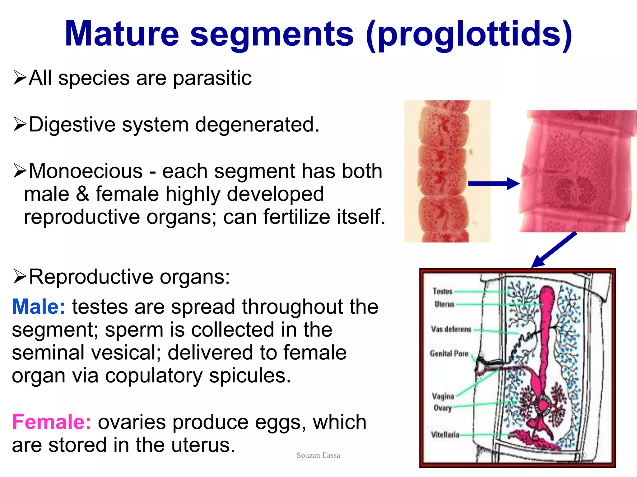 PARASITIC WORMS (HELMINTHS) | PDF