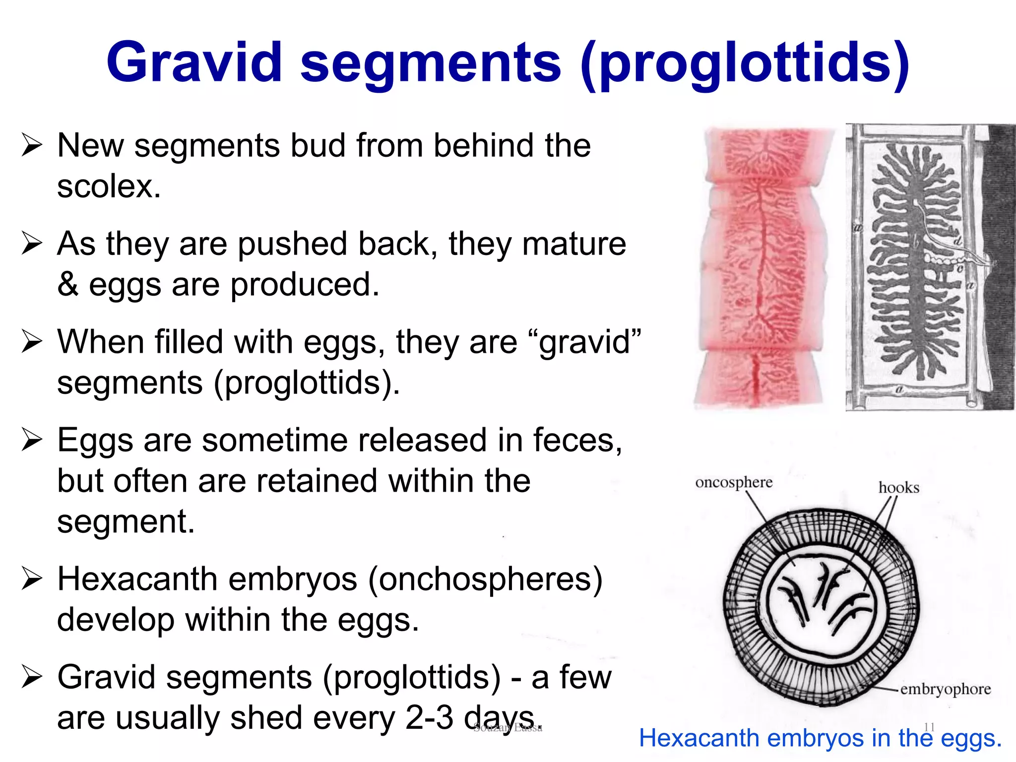 PARASITIC WORMS (HELMINTHS) | PDF