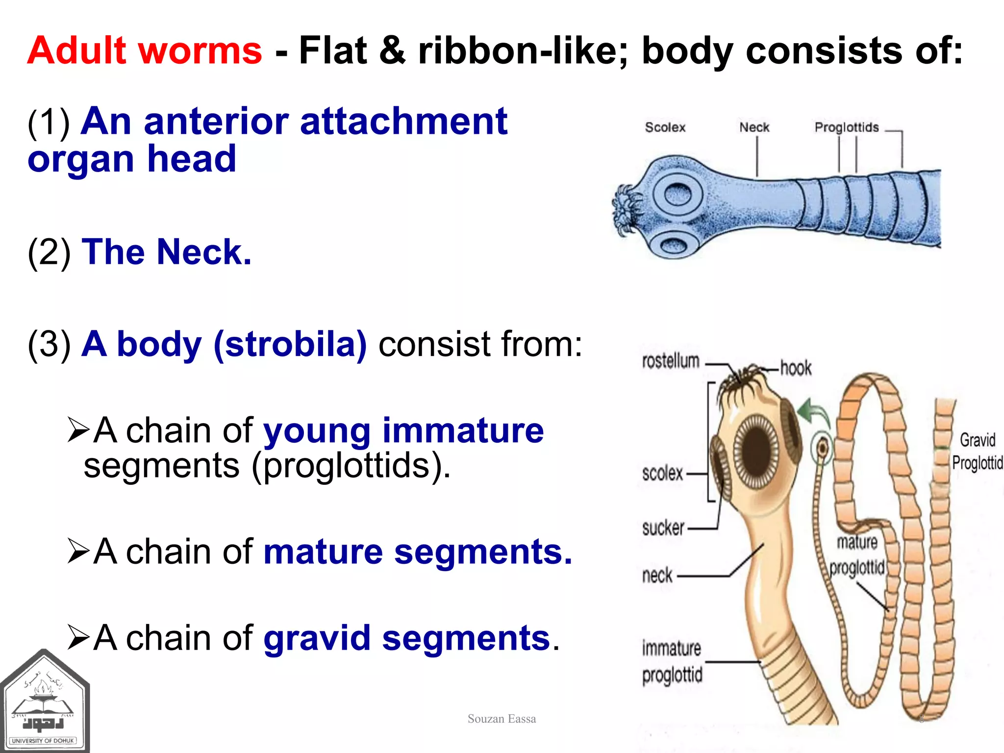 PARASITIC WORMS (HELMINTHS) | PDF