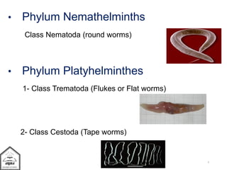 PARASITIC WORMS (HELMINTHS) | PDF