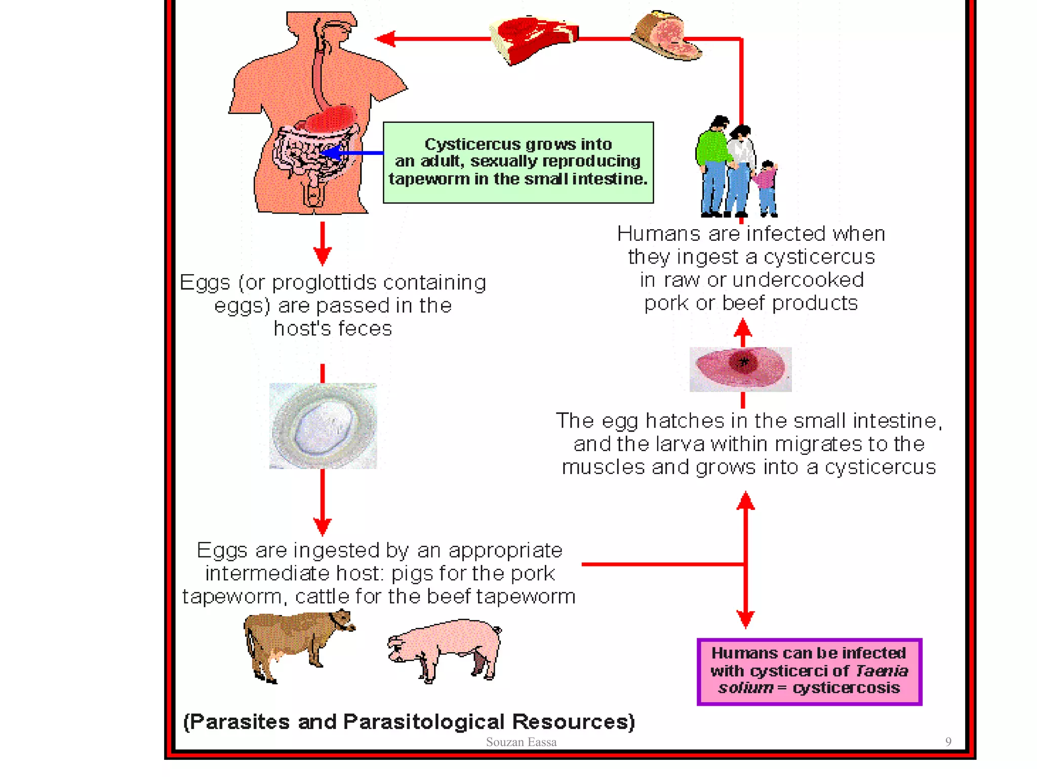 Cestodes (The Taeenid tapeworms) | PPT