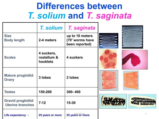 Cestodes (The Taeenid tapeworms) | PPT