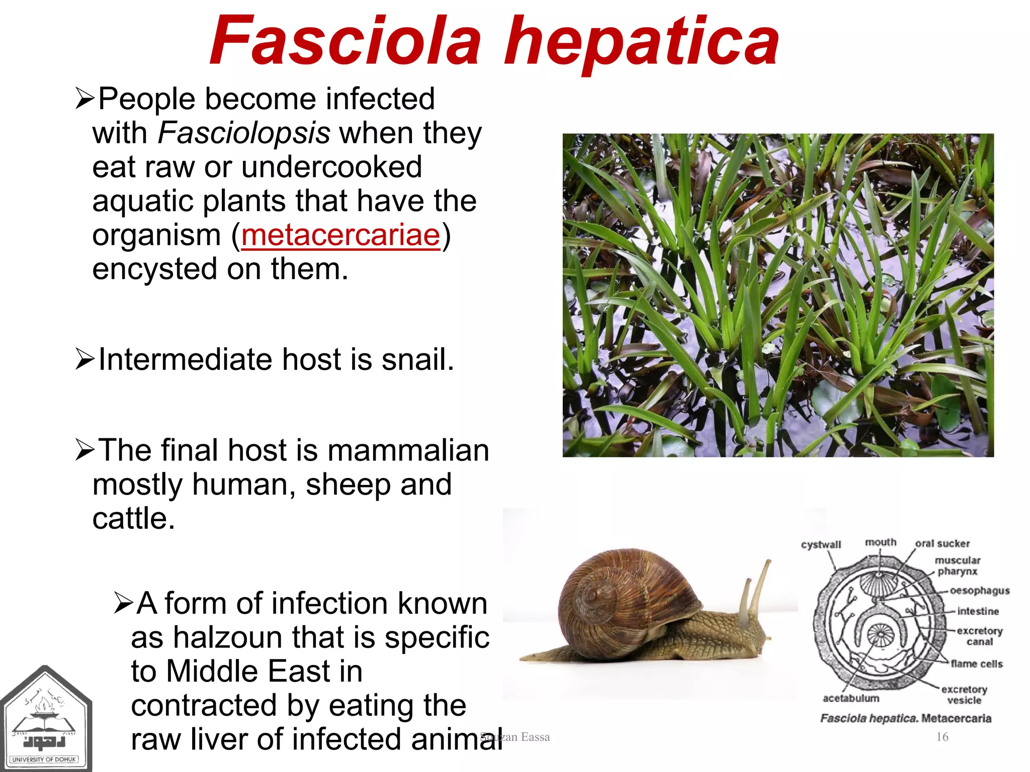 PARASITIC WORMS (HELMINTHS) | PDF