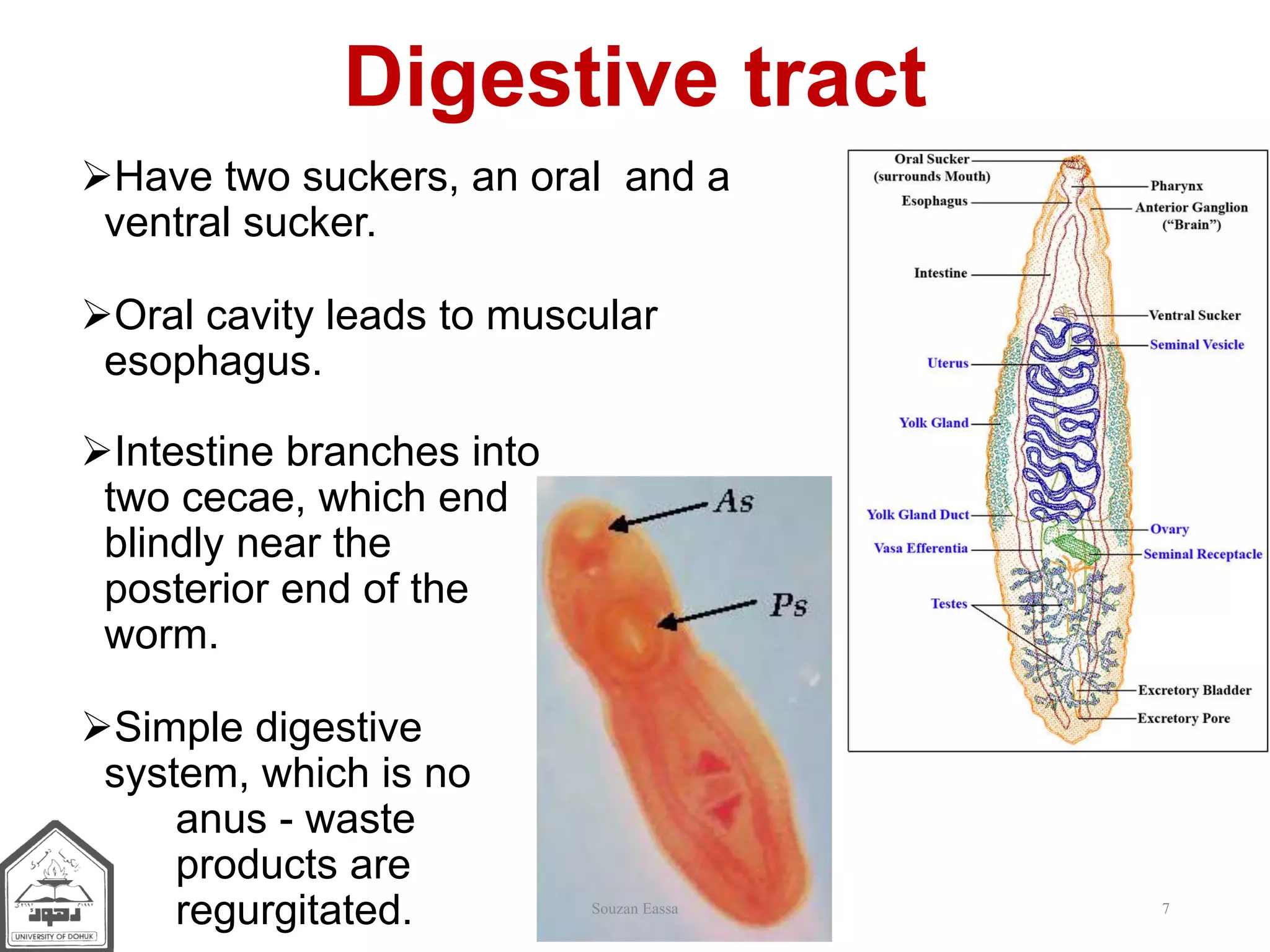 PARASITIC WORMS (HELMINTHS) | PDF