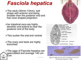 PARASITIC WORMS (HELMINTHS) | PDF