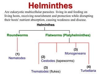 PARASITIC WORMS (HELMINTHS) | PDF