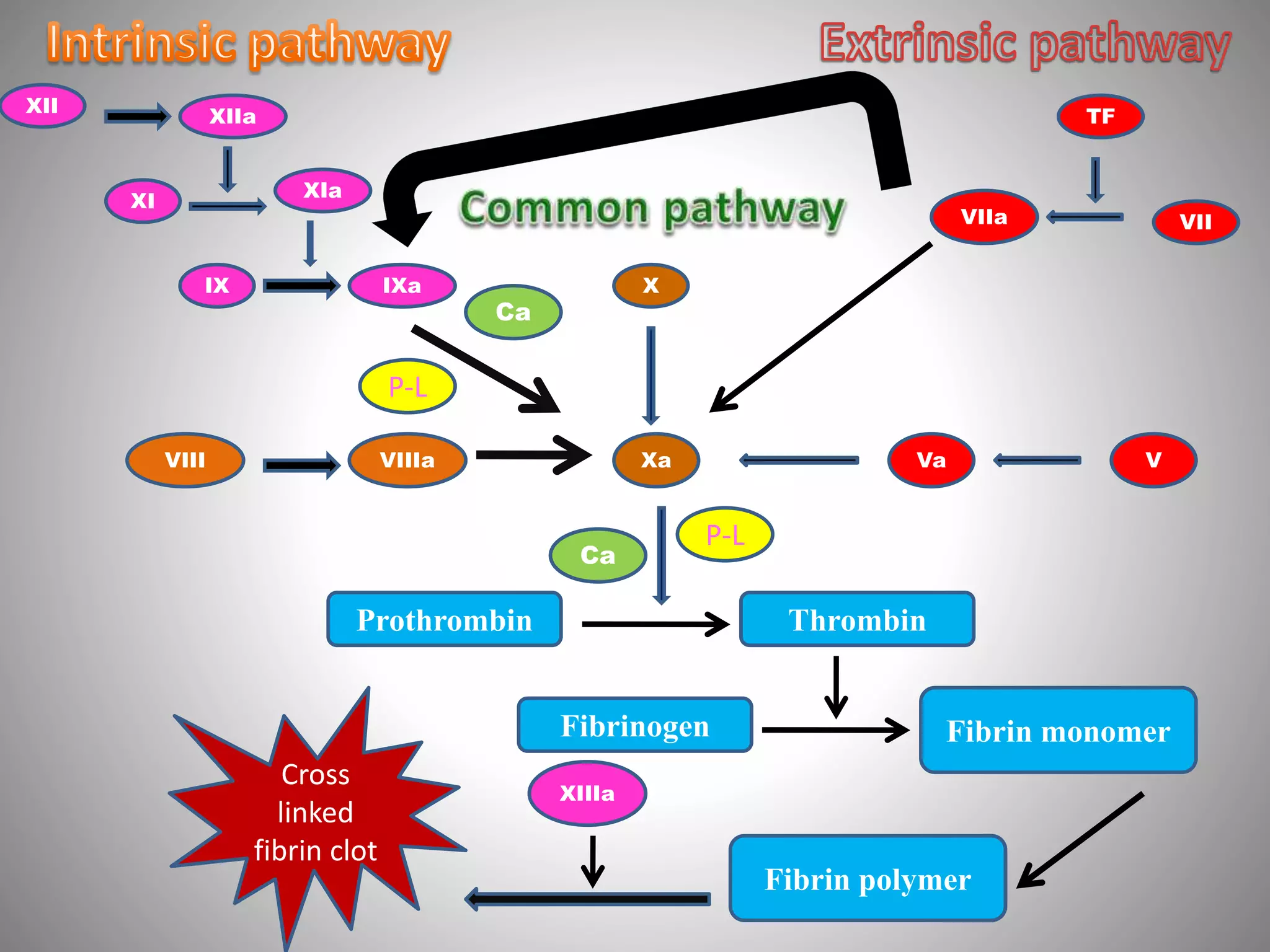 Coagulation pathway | PPT