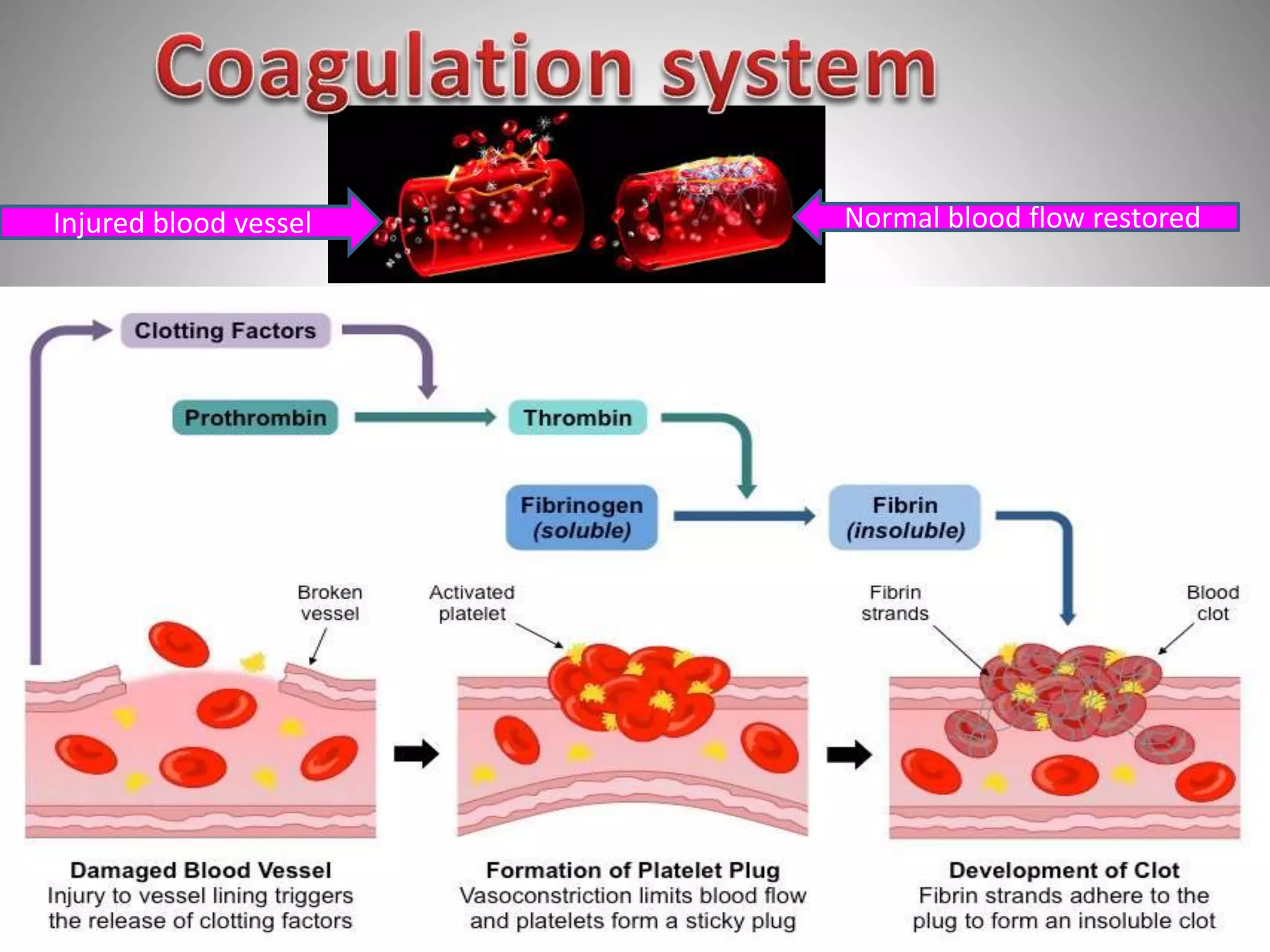 Coagulation pathway | PPTX