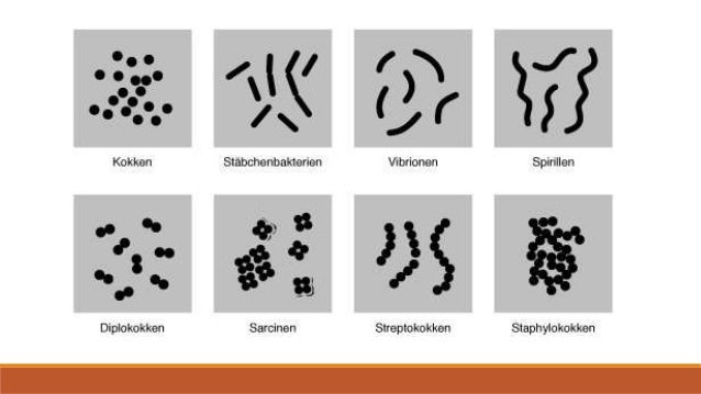 Medicinska bakterilogija