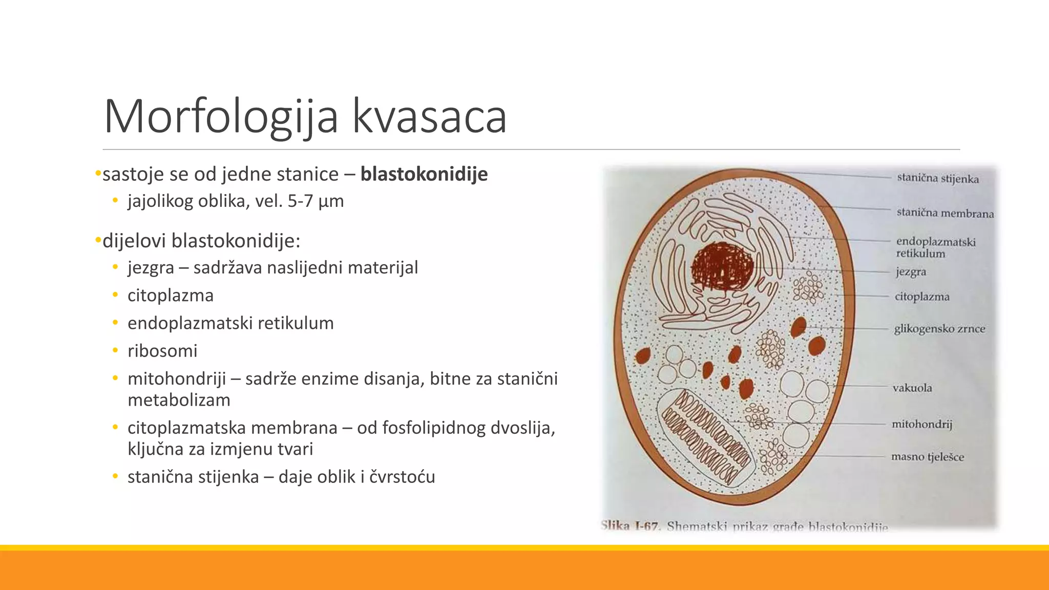 Medicinska mikologija | PPSX