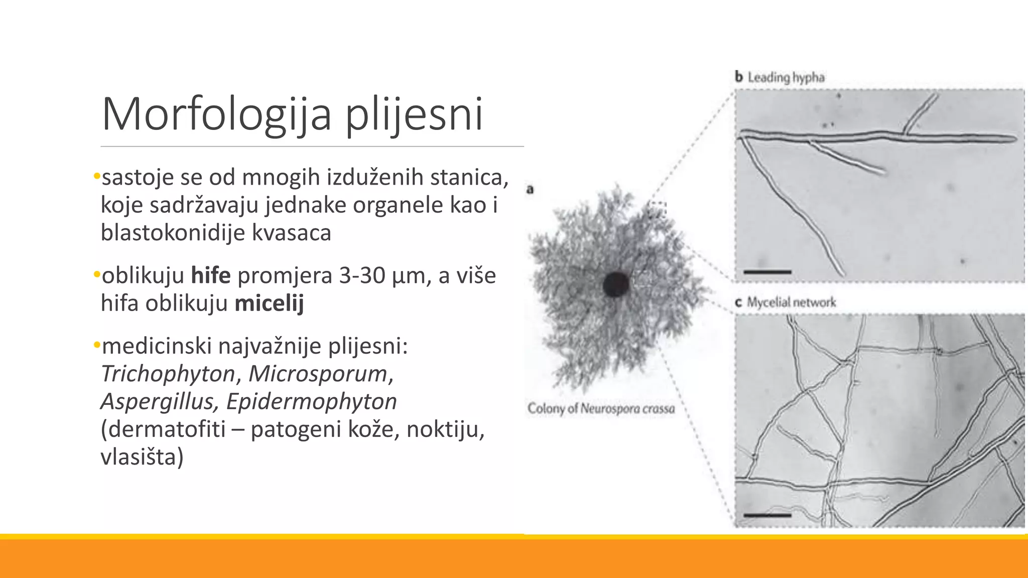Medicinska mikologija | PPSX