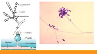 Medicinska mikologija | PPSX