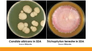 Medicinska mikologija | PPSX