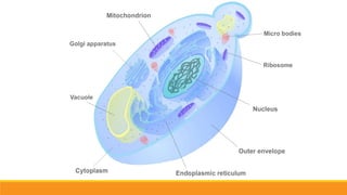 Medicinska mikologija | PPSX