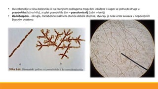 Medicinska mikologija | PPSX