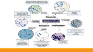 Medicinska mikologija | PPSX