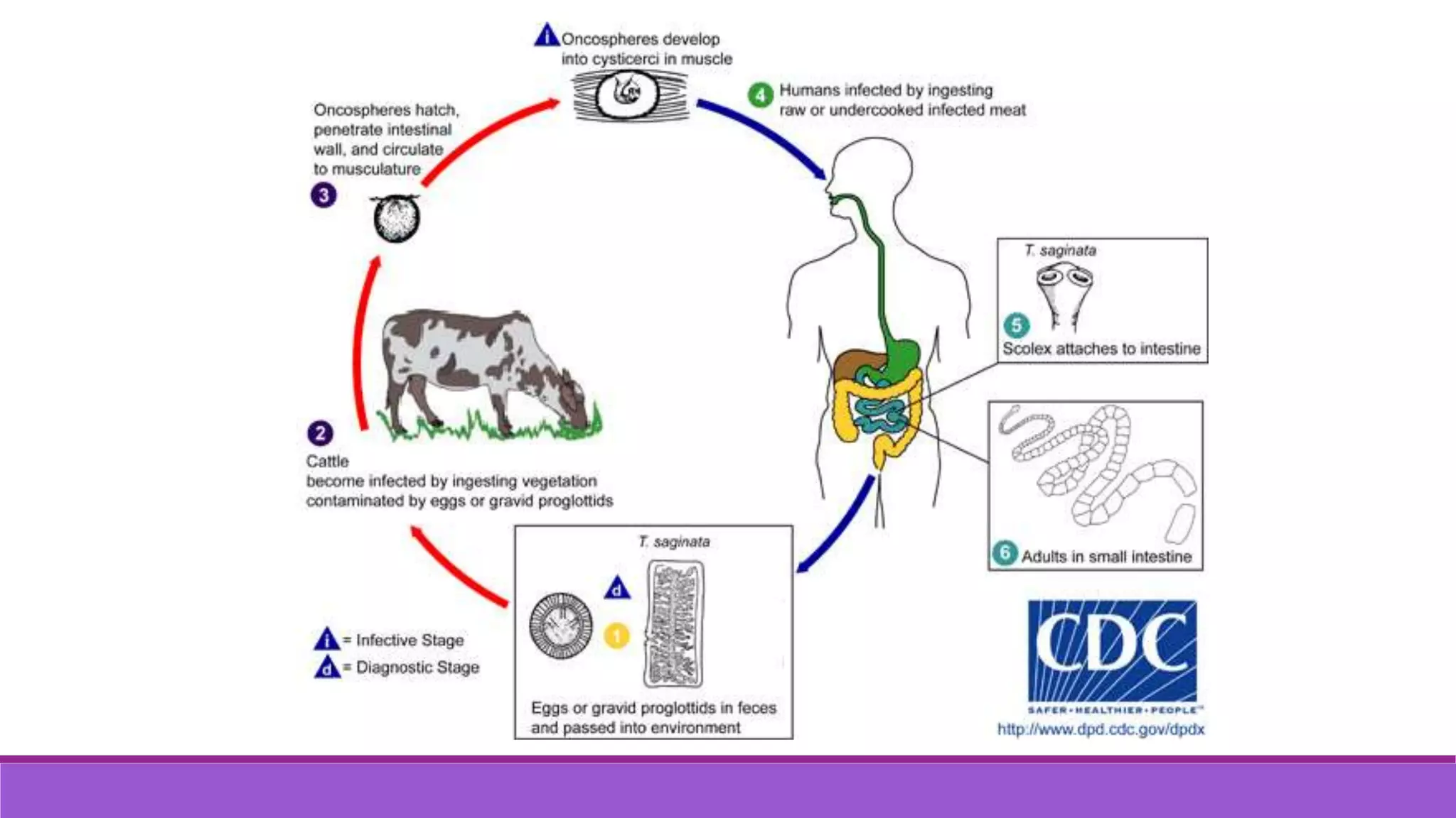 Medicinska parazitologija | PPSX