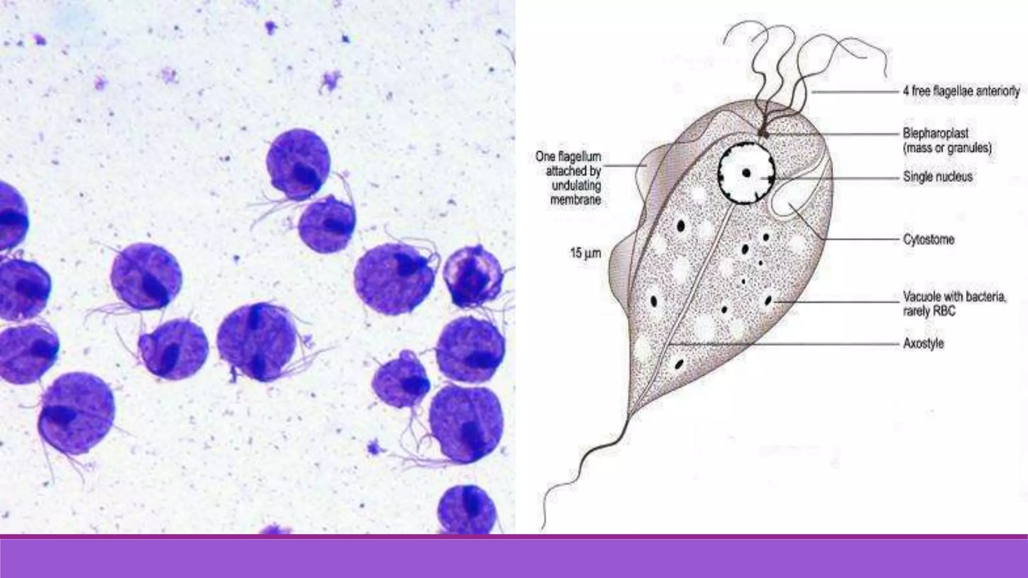 Medicinska parazitologija | PPSX