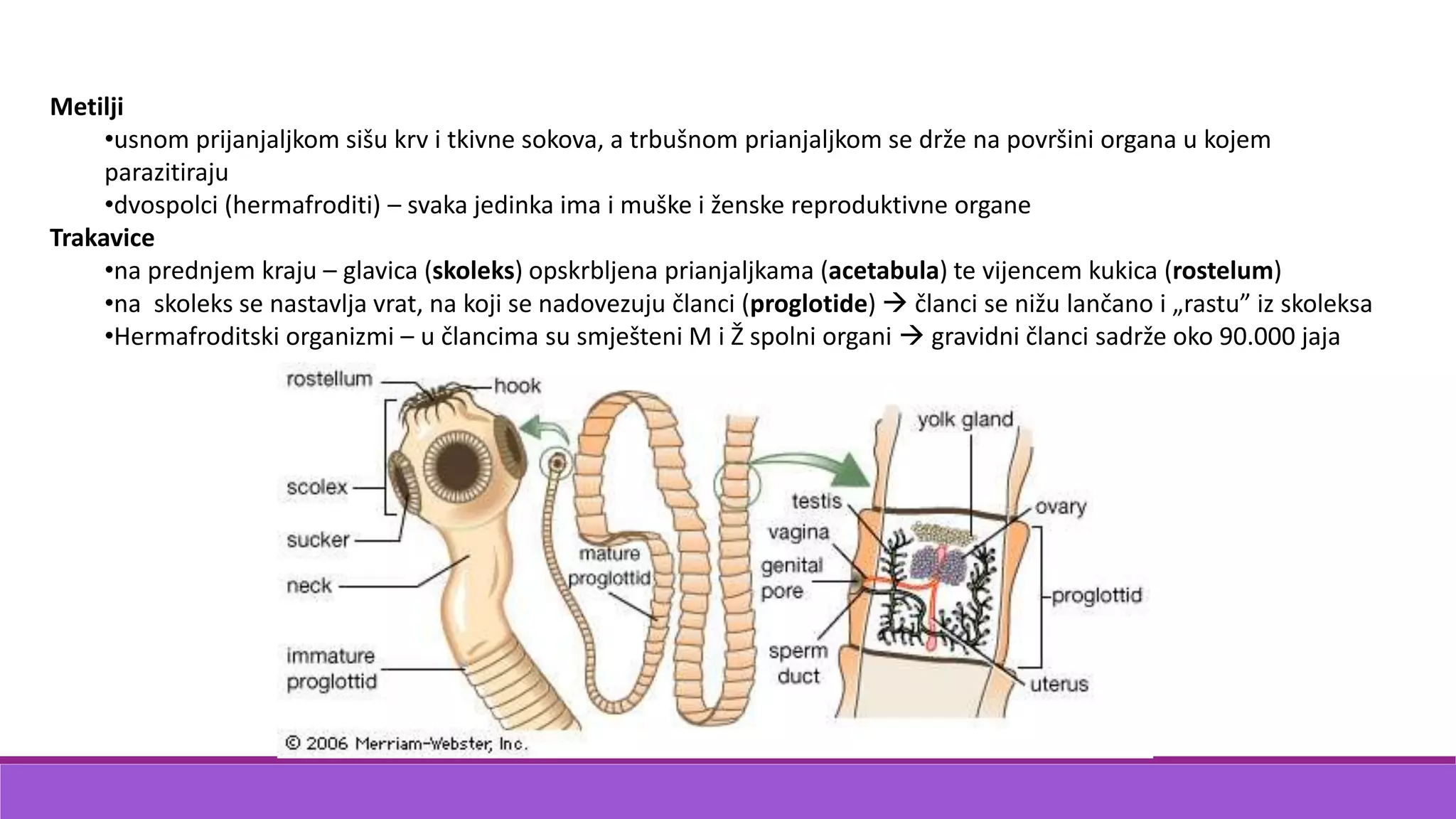 Medicinska parazitologija | PPSX
