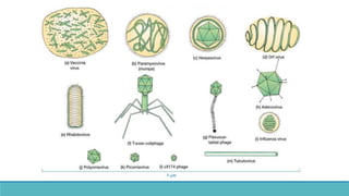 Medicinska virologija | PPSX
