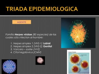 herpes simple | PPT
