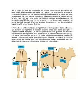 Medidas bovinometricas | DOCX