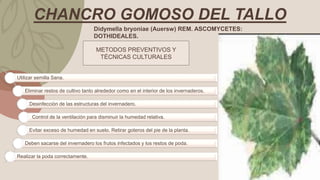 MEDIDAS PREVENTIVAS DE ENFERMEDADES EN EL CULTIVO DE.pptx
