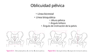 Medidas Radiologicas Cadera.pptx