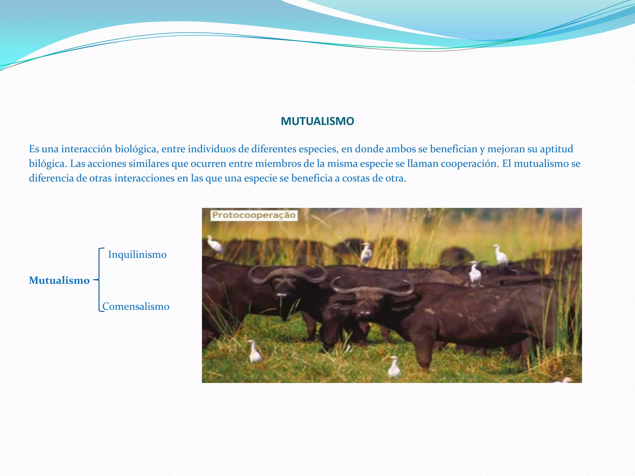 Medio ambiente y su relación con los seres vivos | PPTX