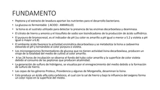 MEDIOS DE IDENTIFICACION DE ENTEROBACTERIAS.pptx