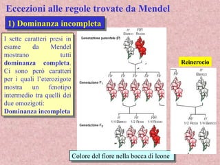 Med ita biologia - genetica(mendel) (4) | PPT