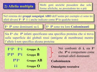 Med ita biologia - genetica(mendel) (4) | PPT