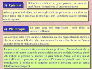 Med ita biologia - genetica(mendel) (4) | PPT