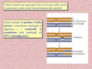 Med ita biologia - genetica(mendel) (4) | PPT