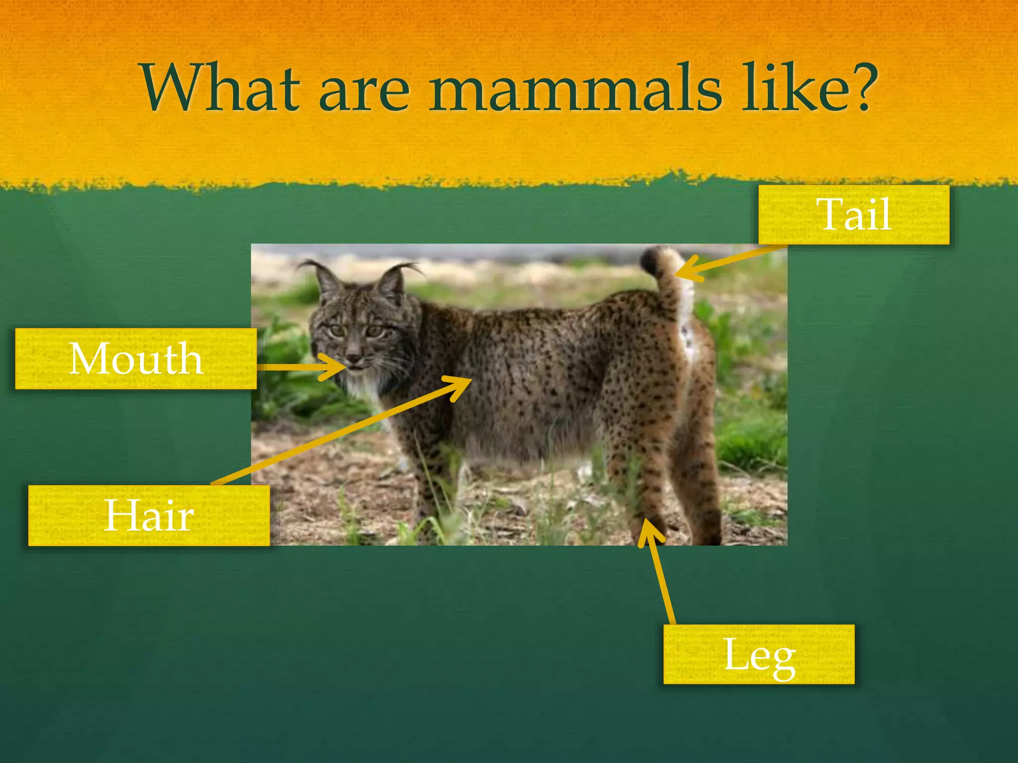 Mediterranean animals copia | PPTX