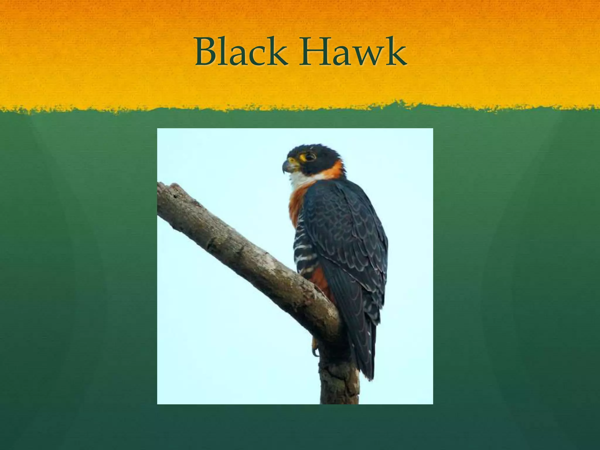 Mediterranean animals copia | PPTX