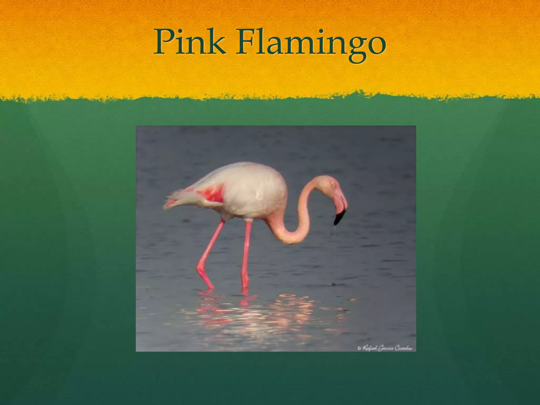 Mediterranean animals copia | PPTX