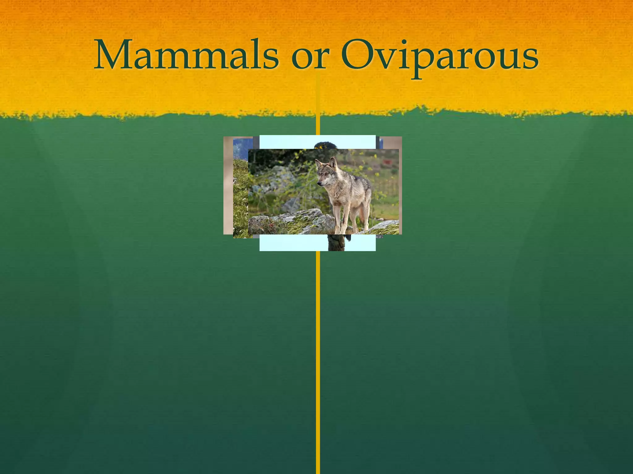 Mediterranean animals copia | PPTX