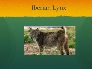 Mediterranean animals copia | PPTX