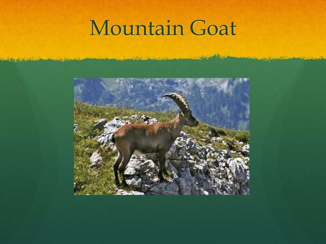 Mediterranean animals copia | PPTX