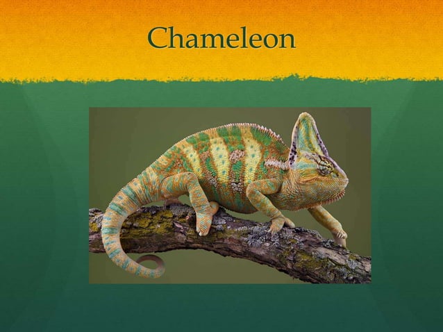 Mediterranean animals copia | PPTX