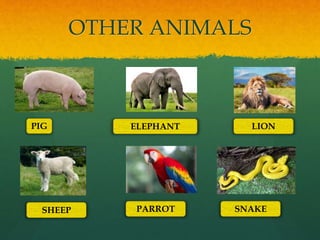 Mediterranean Forest Animals