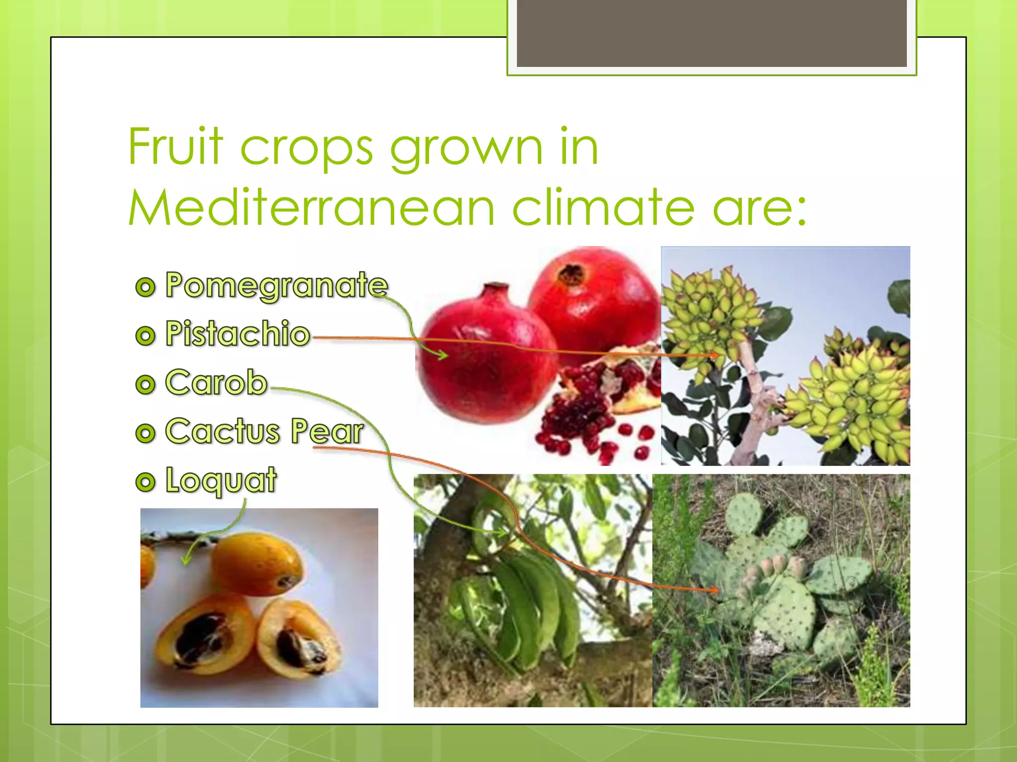 Mediterranean climate | PPTX