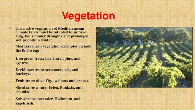 Mediterranean Climate.pptx
