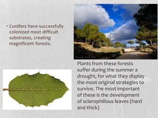 Mediterranean forest by paqelena | PPTX | Geography | Science