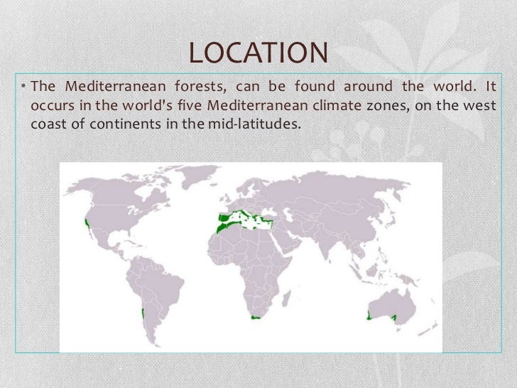 Mediterranean forest by paqelena