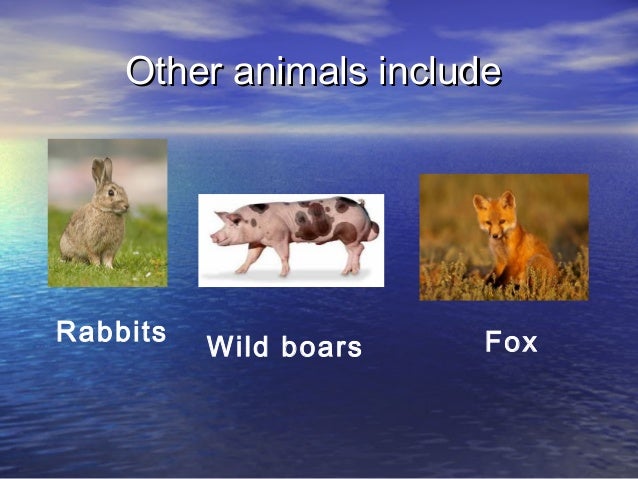 Mediterranean forest and scrubland daniel miguel y adrian